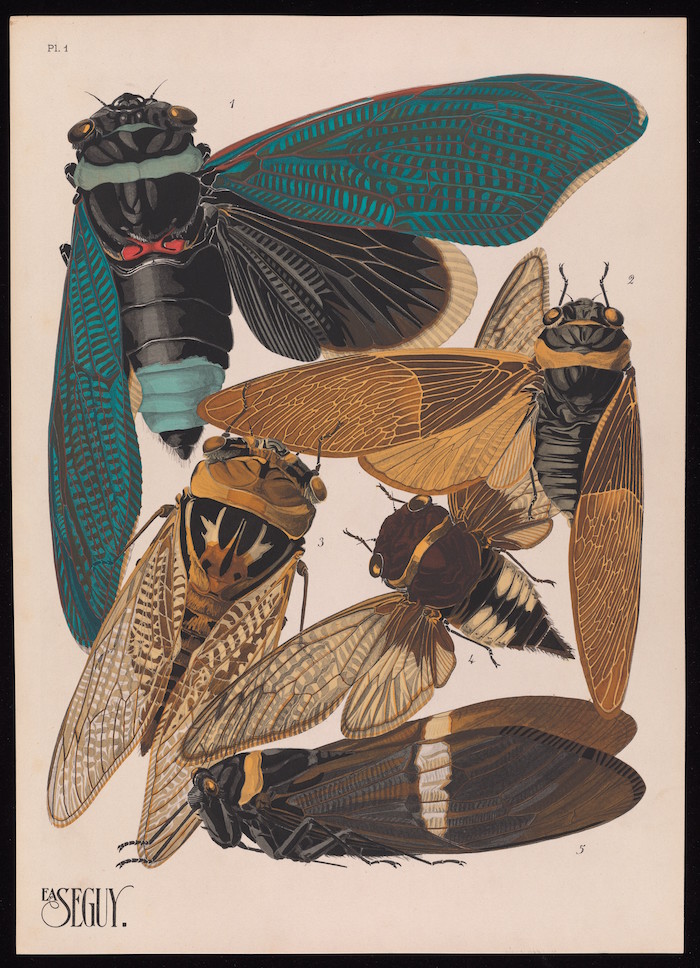 Insect Men: Design Observer